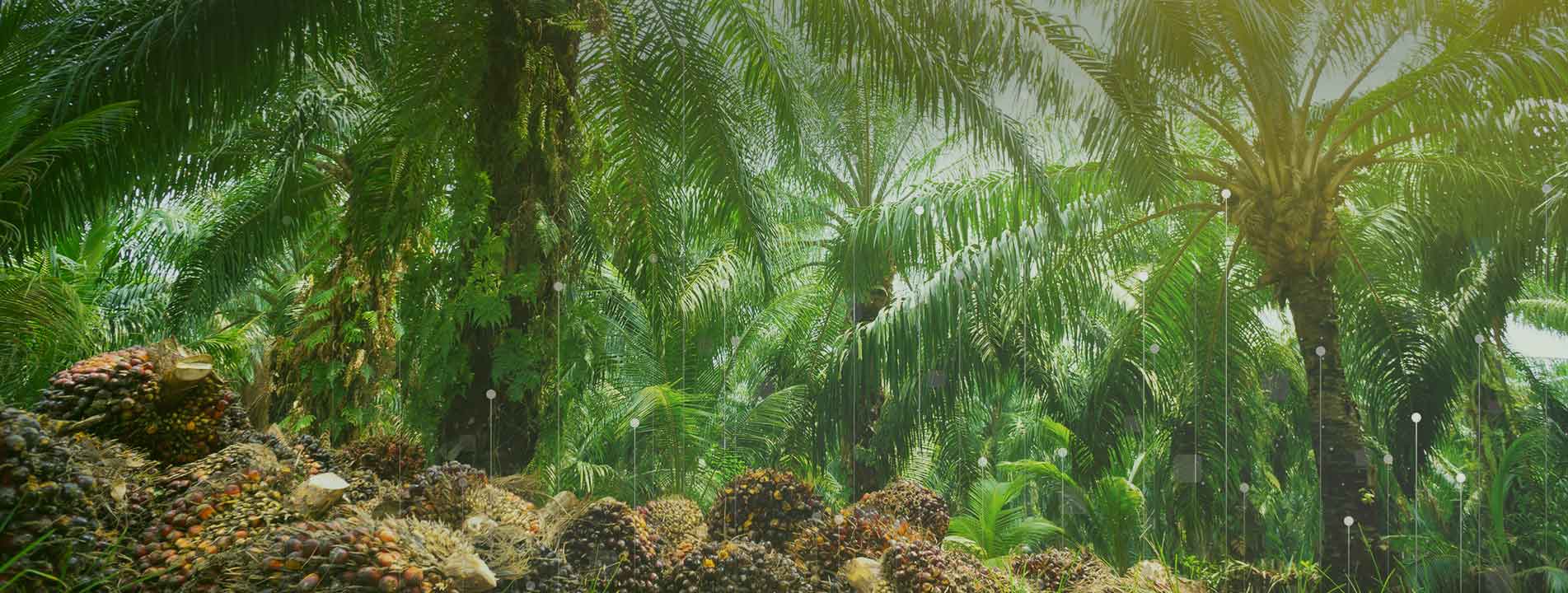 Fertiliser Manufacturing & Import company in Malaysia | Agromate